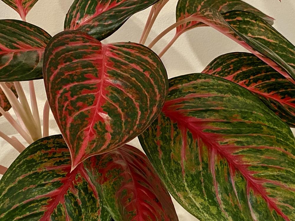 Aglaonemas: Plant Care and Collection of Varieties - Garden.org