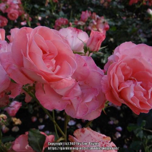 Rose (Rosa 'Crathes Castle') in the Roses Database - Garden.org