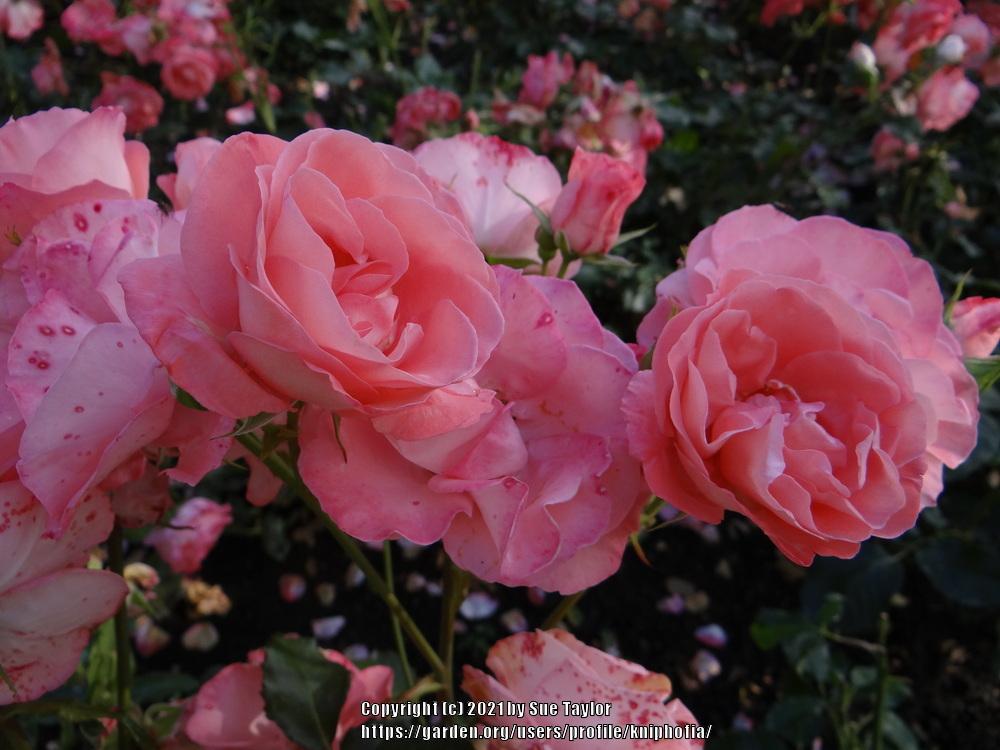 Rose (Rosa 'Crathes Castle') in the Roses Database - Garden.org