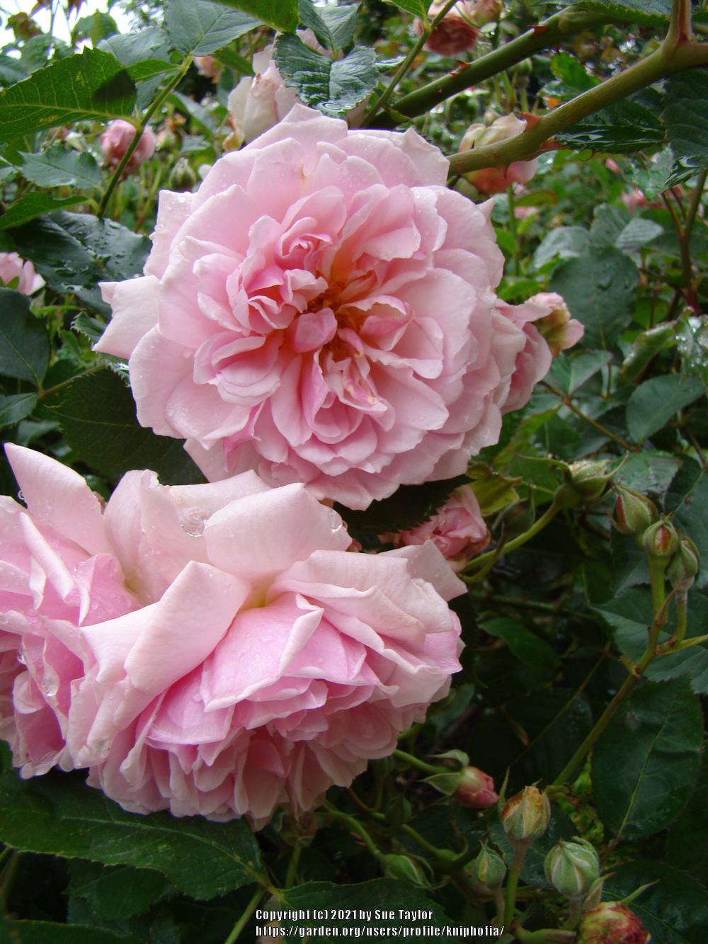 Photo of the bloom of Rambling Rose (Rosa 'Albertine') posted by ...