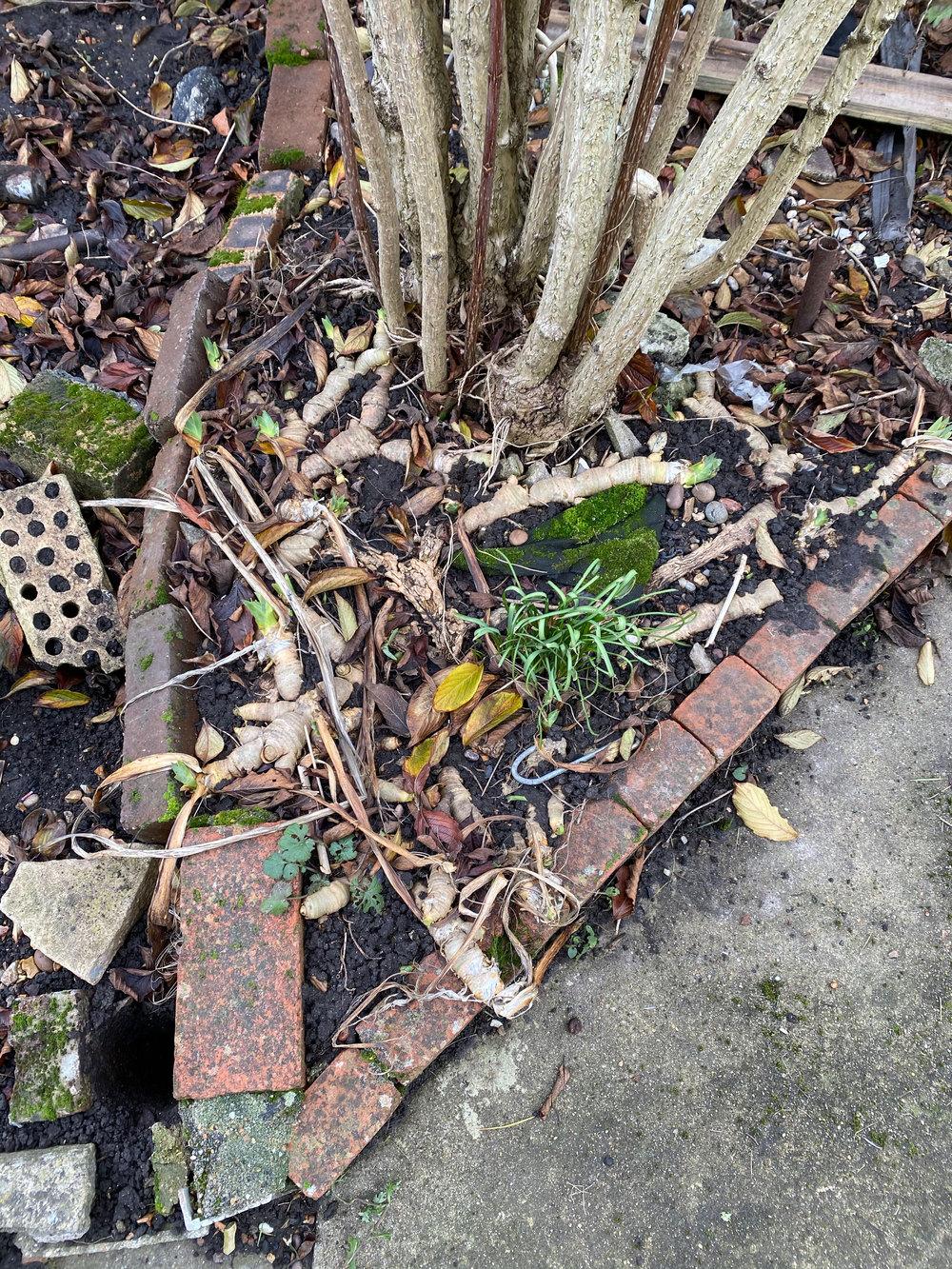 Arracacha, Sweet Flag or something else? in the Plant ID forum - Garden.org