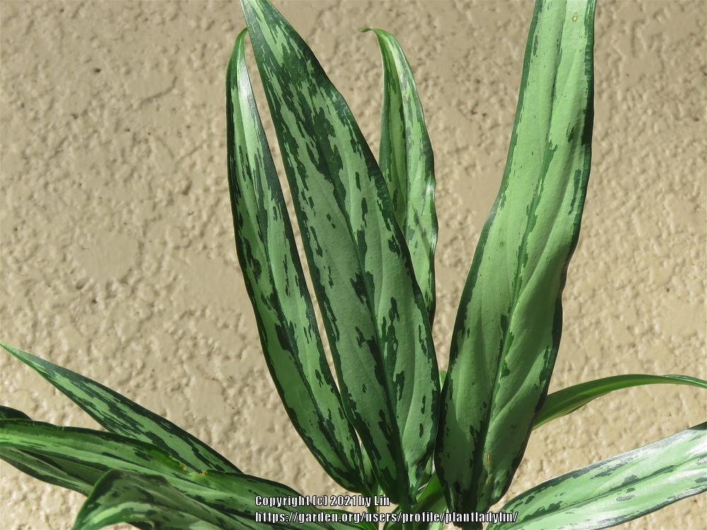Chinese Evergreen (Aglaonema Cutlass™) in the Aglaonemas Database ...