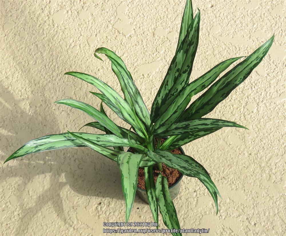 Aglaonemas: Plant Care and Collection of Varieties - Garden.org