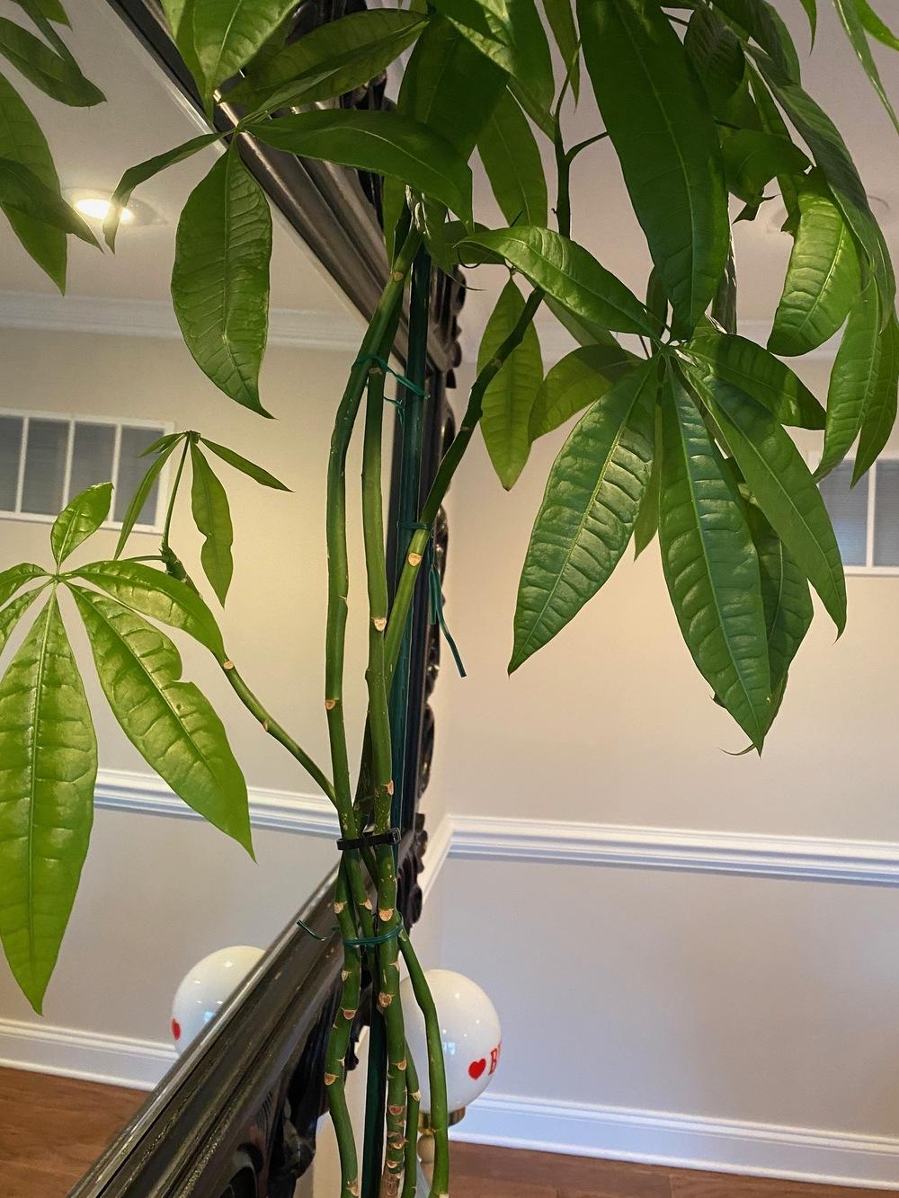 Replant of Japanese Money Tree in the Ask a Question forum - Garden.org