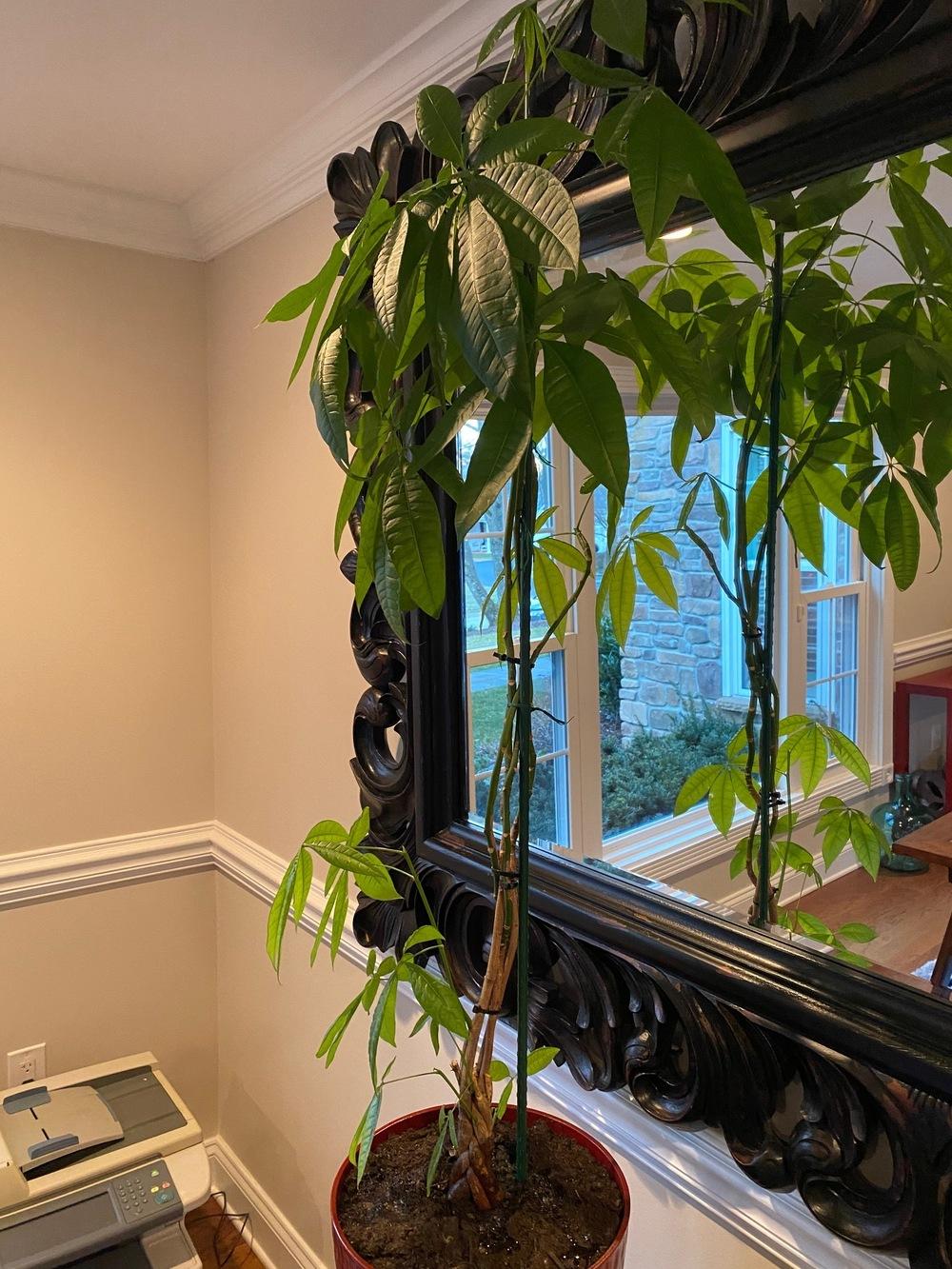 Replant of Japanese Money Tree in the Ask a Question forum - Garden.org