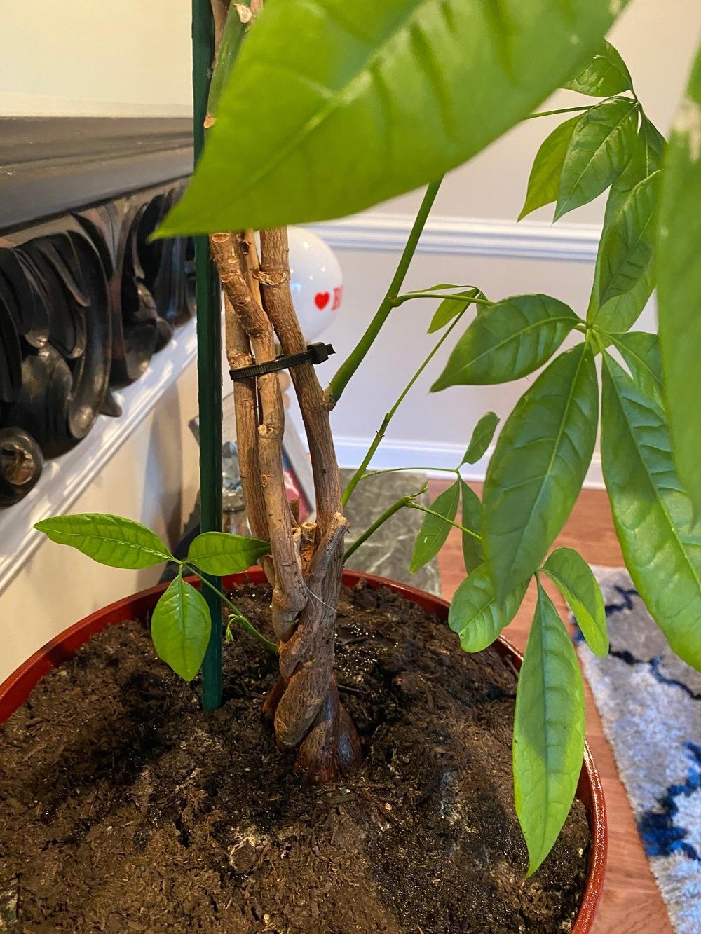 Replant of Japanese Money Tree in the Ask a Question forum - Garden.org