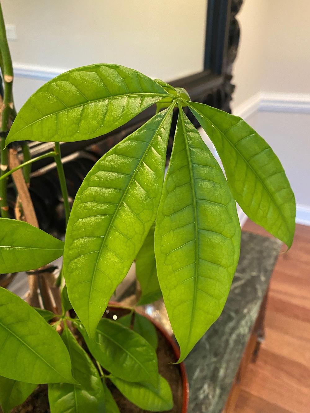 Replant of Japanese Money Tree in the Ask a Question forum - Garden.org