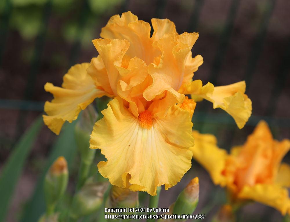 Tall Bearded Iris (Iris 'Amplified') in the Irises Database - Garden.org