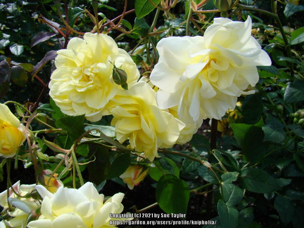 Photo of the bloom of Rose (Rosa 'Blythe Spirit') posted by kniphofia ...