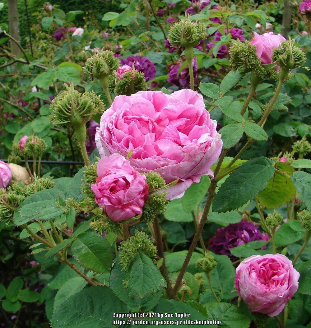 Photo of the bloom of Centifolia Rose (Rosa 'Crested Moss') posted by ...