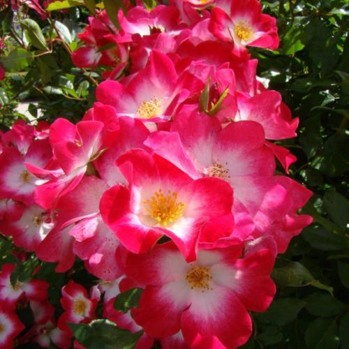 Rose (Rosa 'Bukavu') in the Roses Database - Garden.org