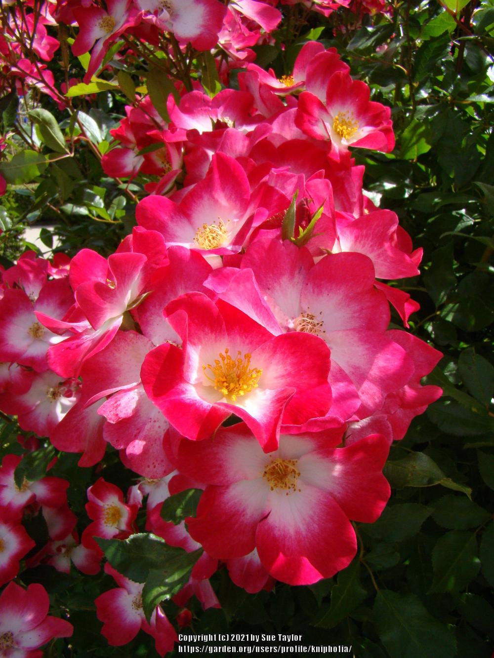 Rose (Rosa 'Bukavu') in the Roses Database - Garden.org