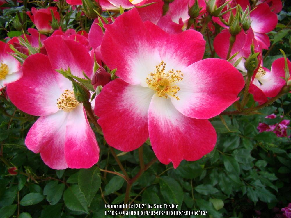 Photo of the bloom of Rose (Rosa 'Bukavu') posted by kniphofia - Garden.org