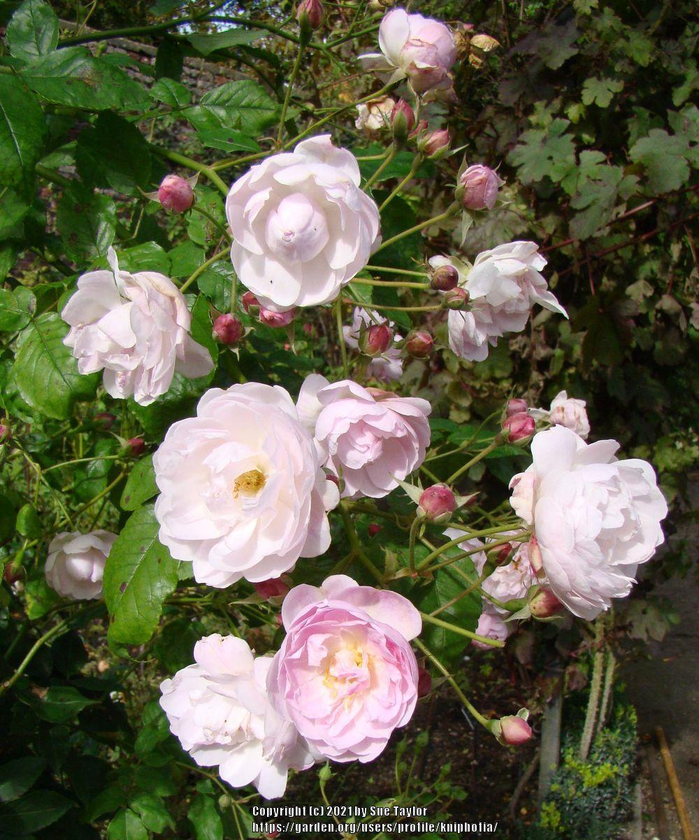 Photo of the bloom of Rose (Rosa 'Blush Noisette') posted by kniphofia ...