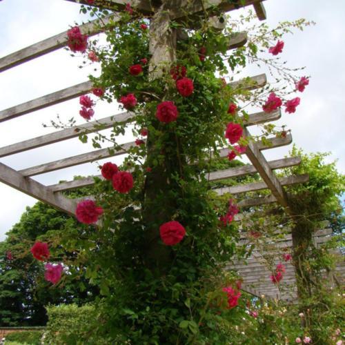 Shrub Rose (Rosa 'Cerise Bouquet') in the Roses Database - Garden.org