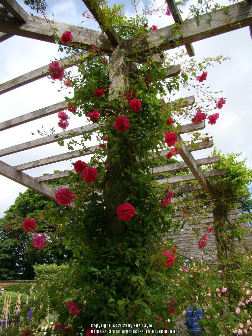 Shrub Rose (Rosa 'Cerise Bouquet') in the Roses Database - Garden.org