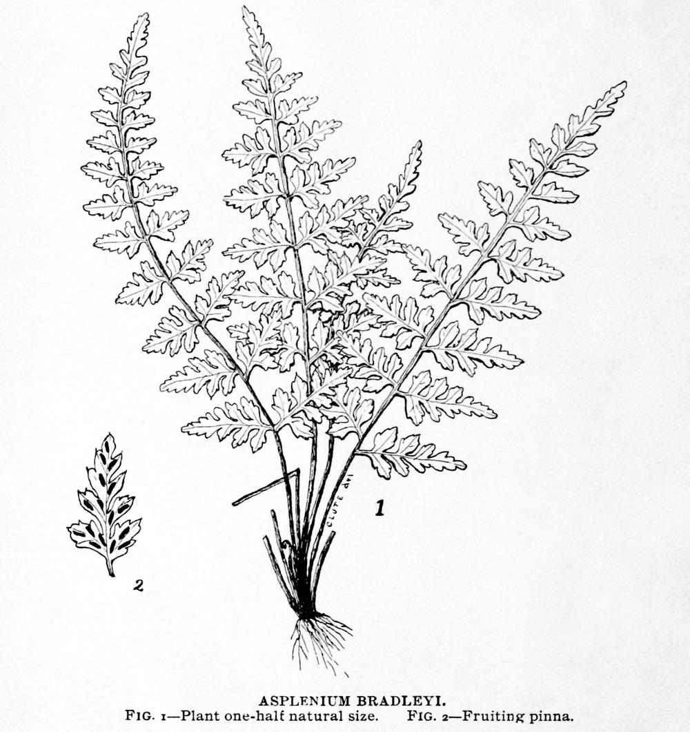 Bradley's Spleenwort (Asplenium bradleyi) - Garden.org