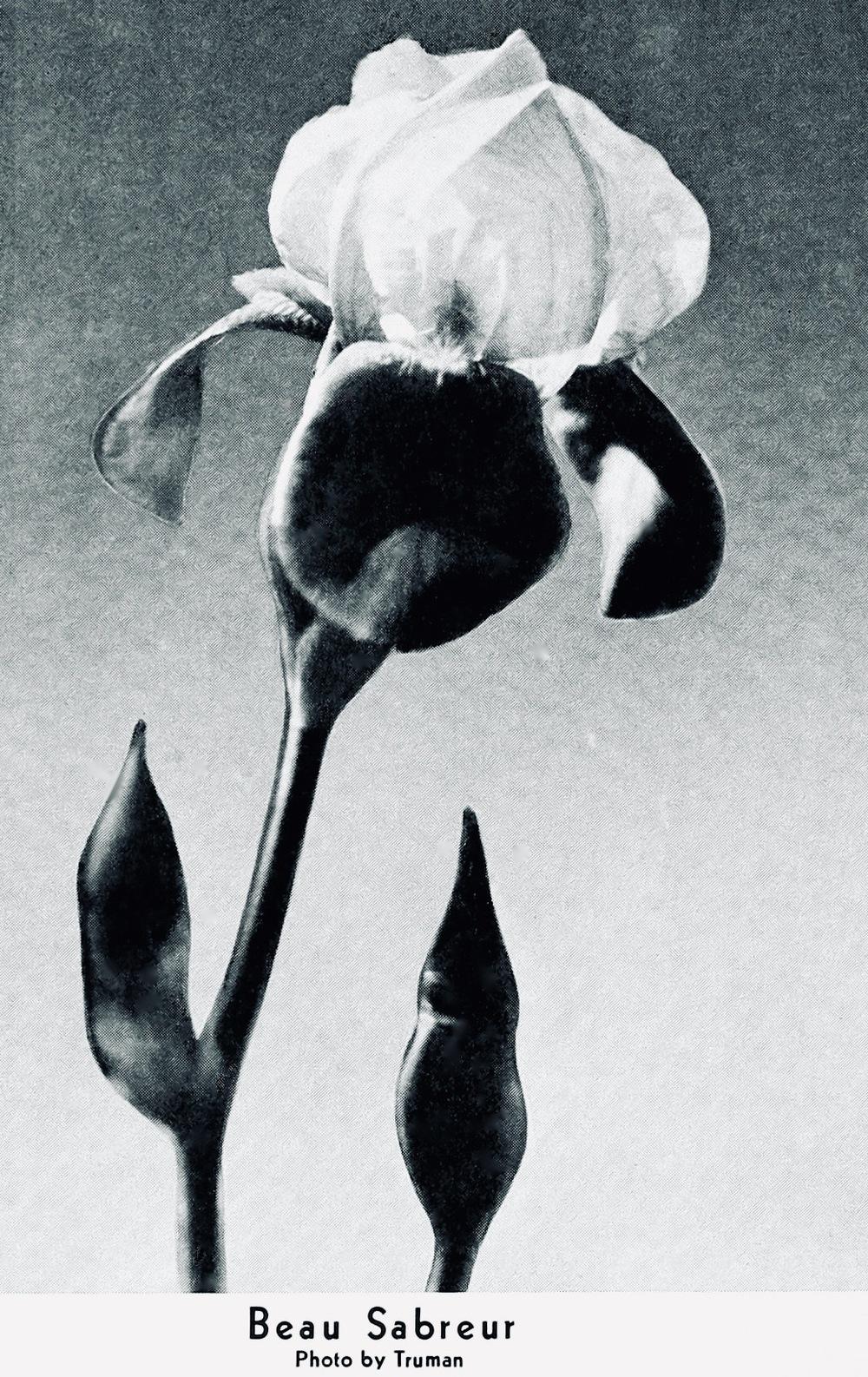 Tall Bearded Iris (Iris 'Beau Sabreur') in the Irises Database - Garden.org