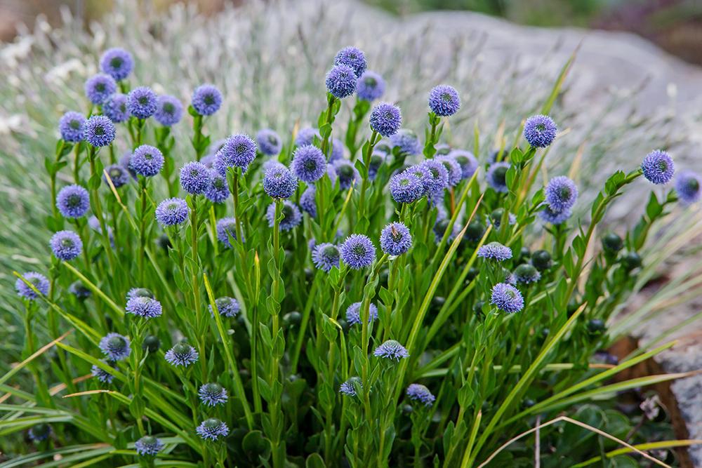 Globularia - Garden.org