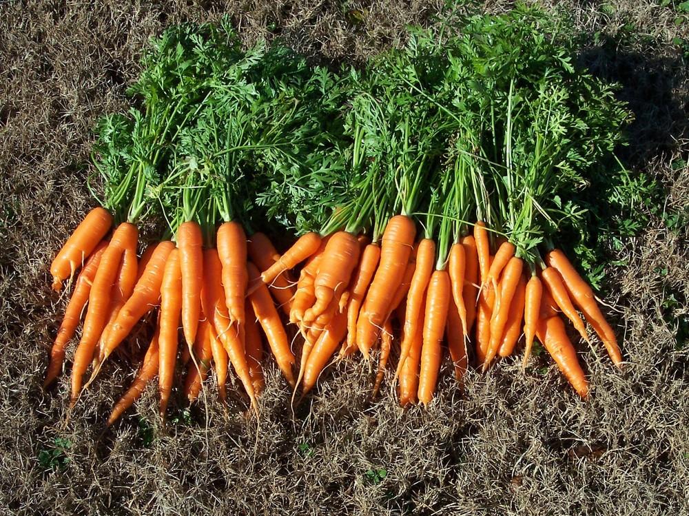 Carrot (Daucus carota var. sativus 'Burpees A#1') in the Carrots ...