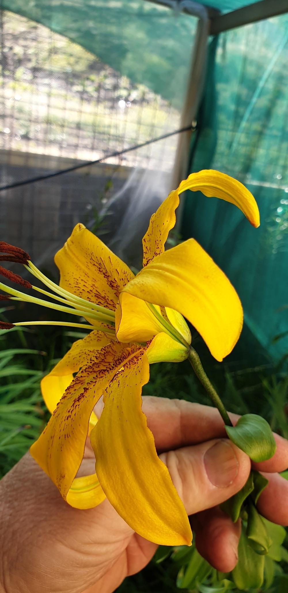 Lily Seedlings 2021 in the Lilies forum - Garden.org