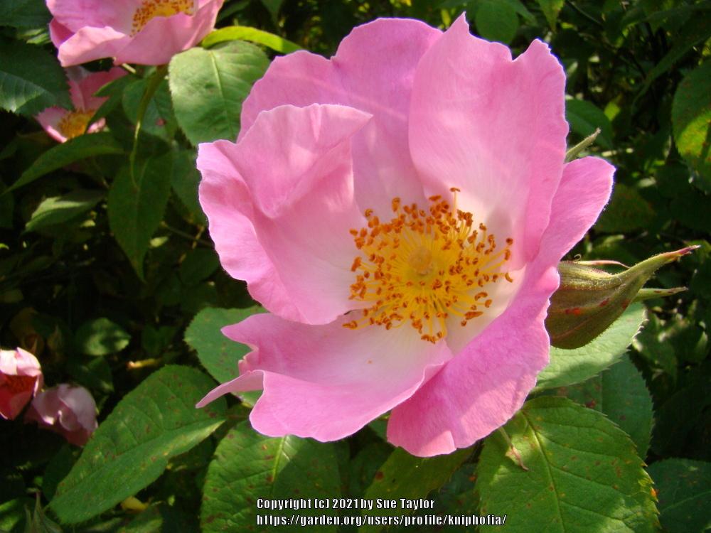 Photo of the bloom of Rose (Rosa 'Complicata') posted by kniphofia ...