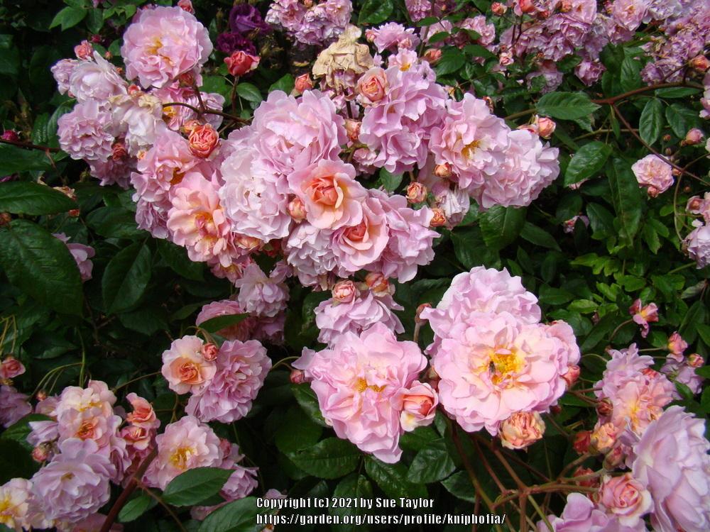 Hybrid Musk Rose (Rosa 'Cornelia') in the Roses Database - Garden.org