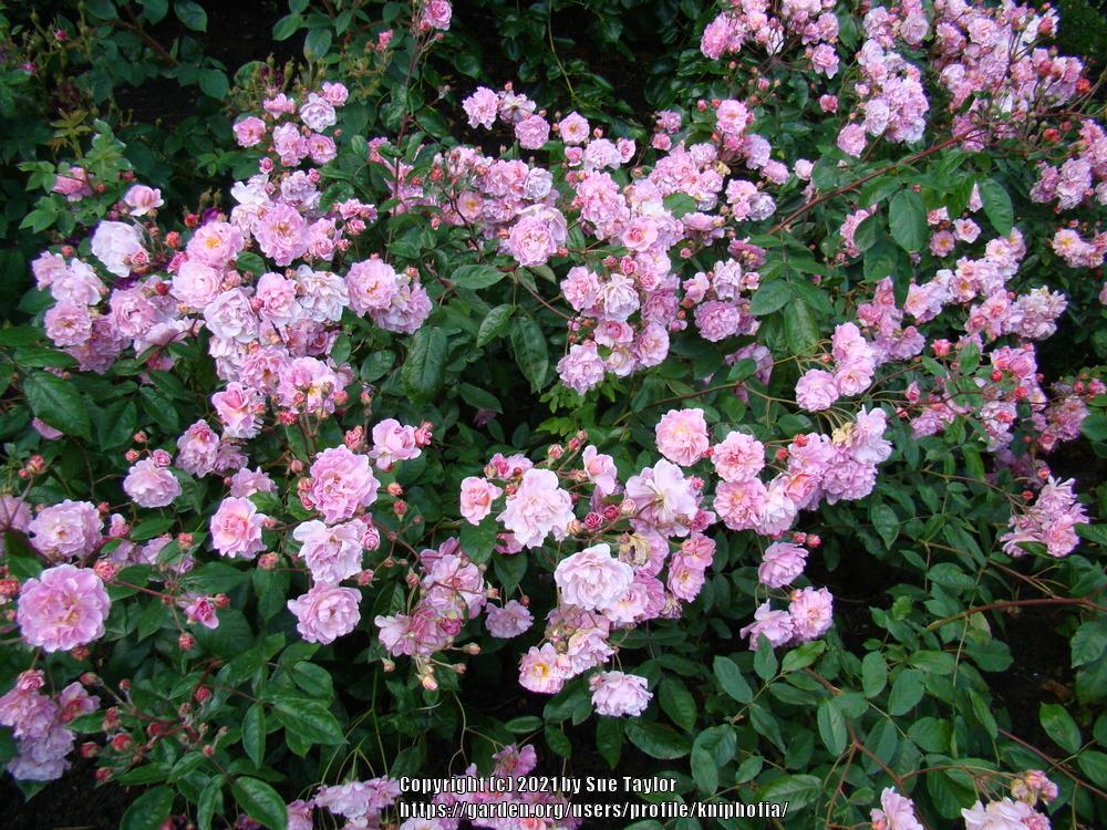 Photo of the bloom of Hybrid Musk Rose (Rosa 'Cornelia') posted by ...