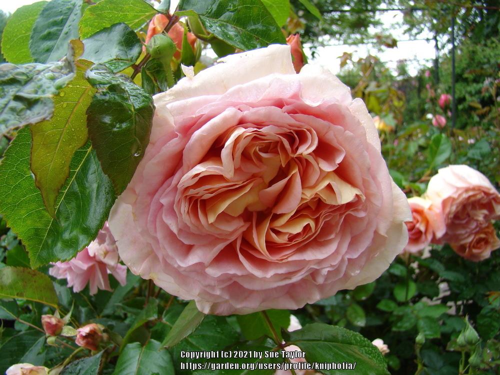 Photo of the bloom of English Shrub Rose (Rosa 'William Morris') posted ...