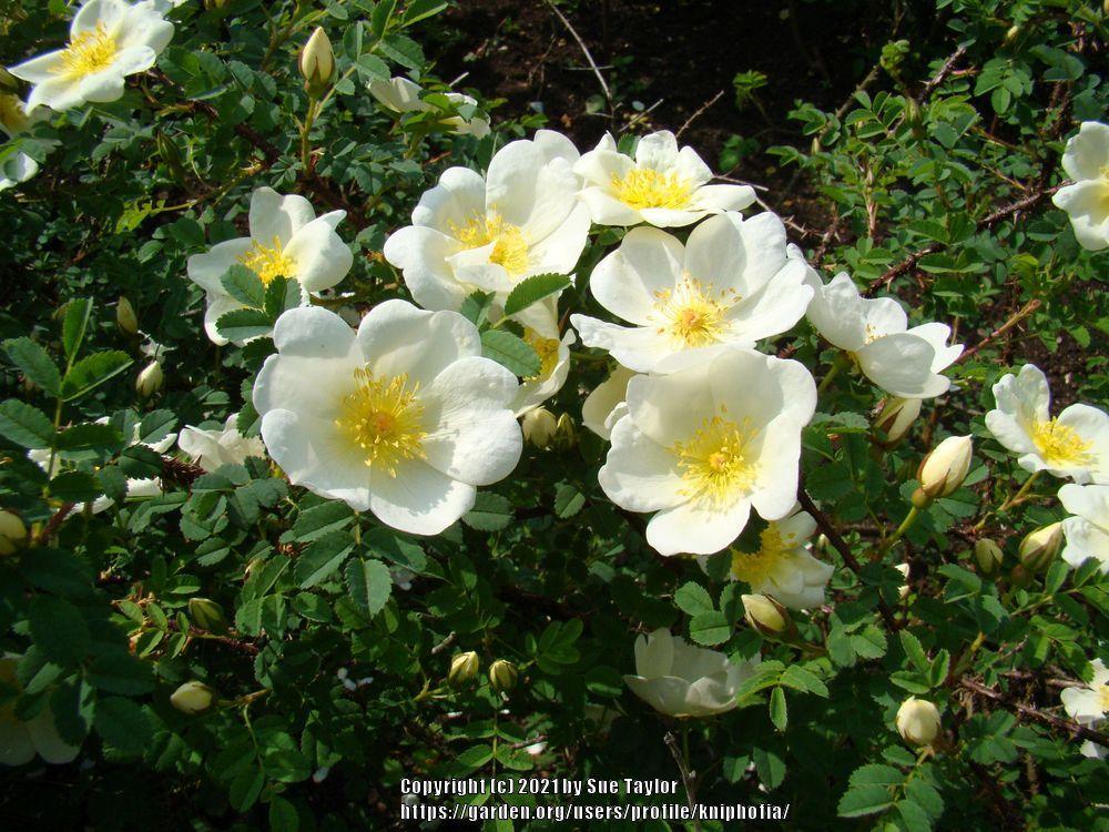 Rose (Rosa 'Dunwich Rose') in the Roses Database - Garden.org