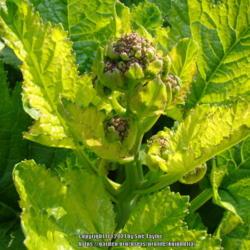 Colewort (Crambe cordifolia) - Garden.org