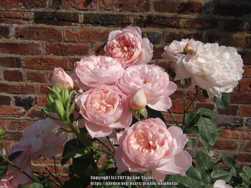 Photo of the bloom of Rose (Rosa 'Gentle Hermione') posted by kniphofia ...