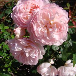 Photo of the bloom of Rose (Rosa 'Gentle Hermione') posted by kniphofia ...