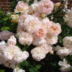 Photo of the bloom of Rose (Rosa 'Gentle Hermione') posted by kniphofia ...