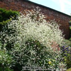 Colewort (Crambe cordifolia) - Garden.org