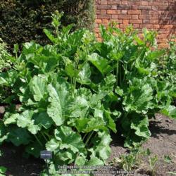 Colewort (Crambe cordifolia) - Garden.org