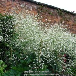Photo of the entire plant of Colewort (Crambe cordifolia) posted by ...