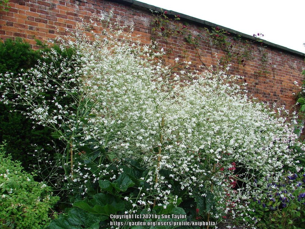 Photo of the bloom of Colewort (Crambe cordifolia) posted by kniphofia ...