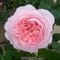 Photo of the bloom of Rose (Rosa 'Gentle Hermione') posted by kniphofia ...