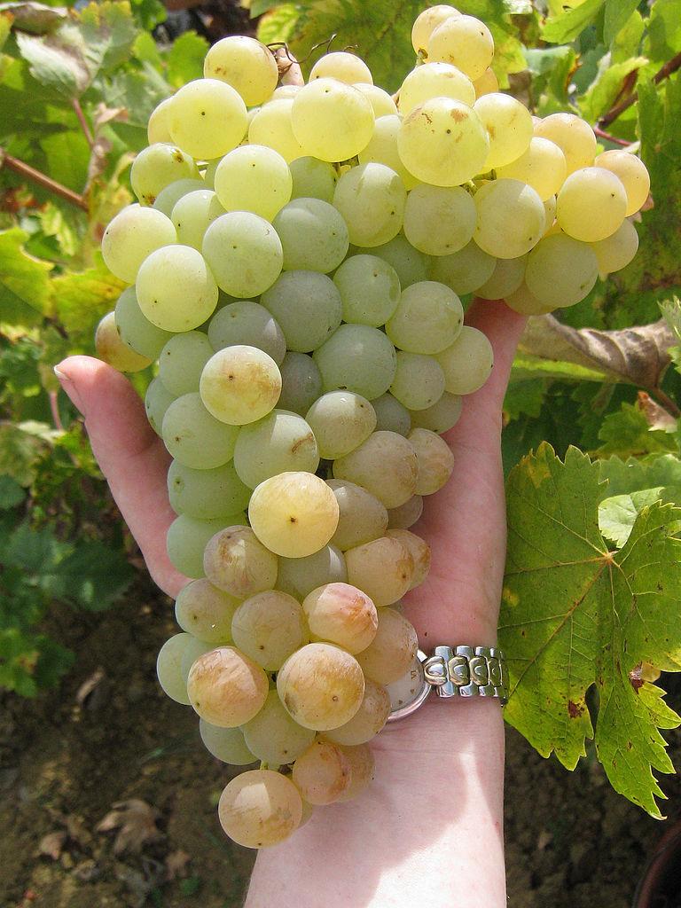 Grapes: Plant Care and Collection of Varieties - Garden.org