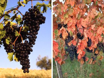 Grape (Vitis vinifera 'Lacrima di Morro') in the Grapes Database ...