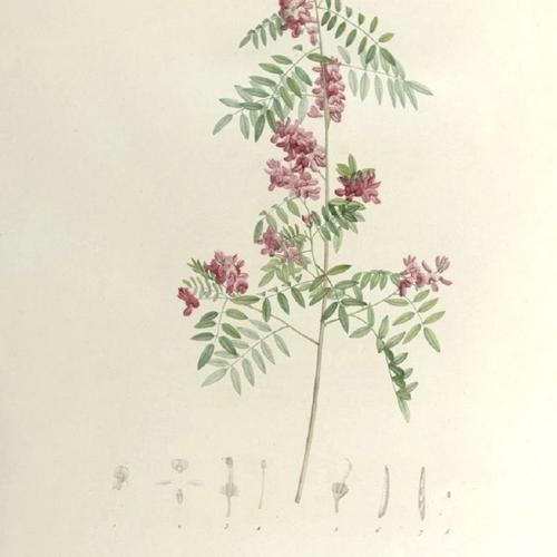 Austral Indigo (Indigofera australis) - Garden.org