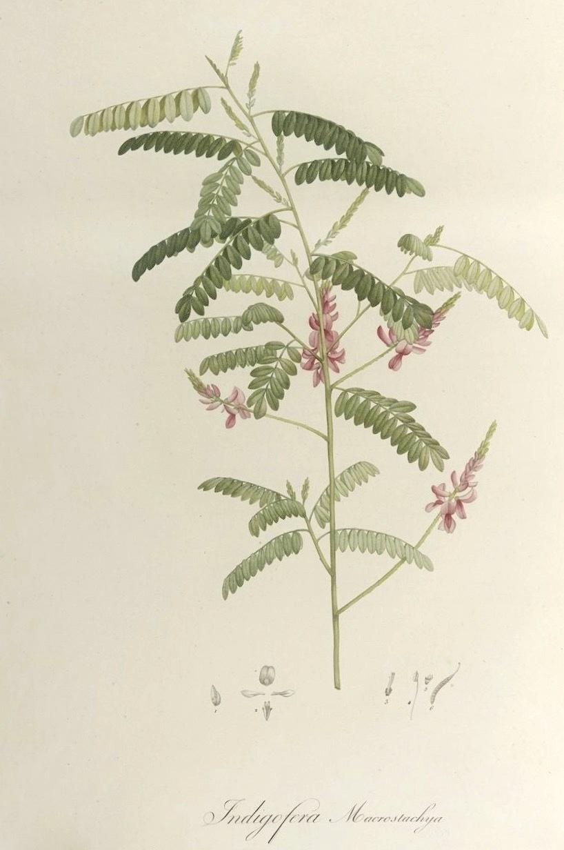 Photo of the documentation of Himalayan Indigo (Indigofera heterantha ...
