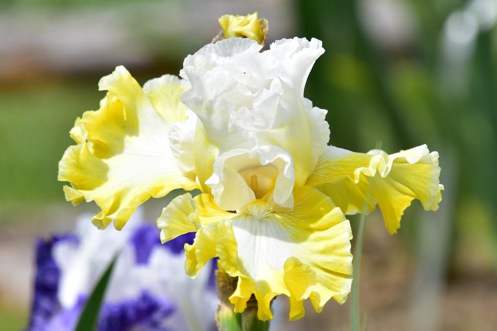 Tall Bearded Iris (Iris 'Smiling Faces') in the Irises Database ...