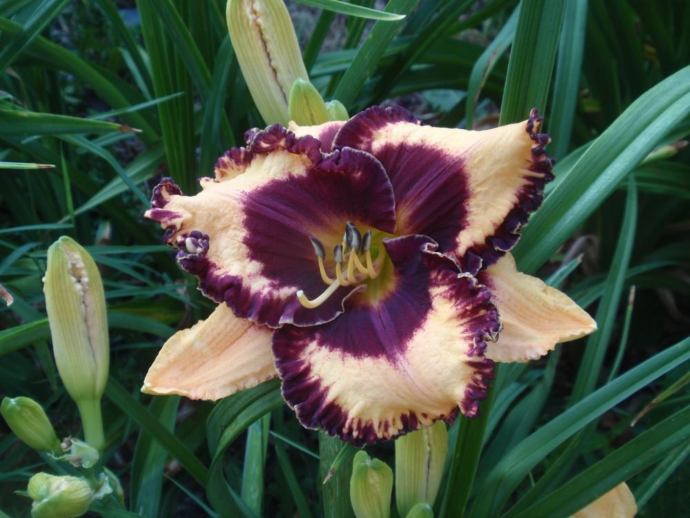 Daylily (Hemerocallis 'Eye on America') in the Daylilies Database - Garden.org