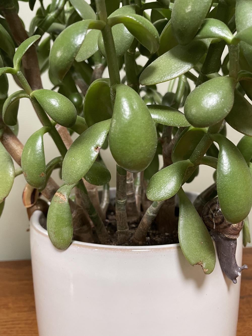 Jade Experts What To Do? in the Ask a Question forum - Garden.org