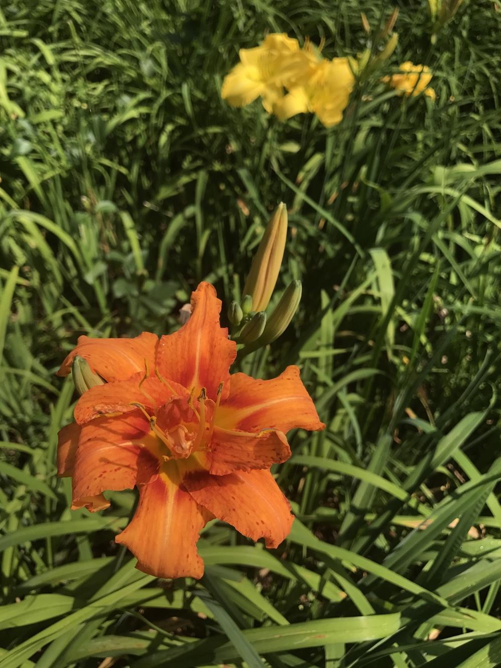 Old fashioned double orange daylilies in the Daylilies forum - Garden.org