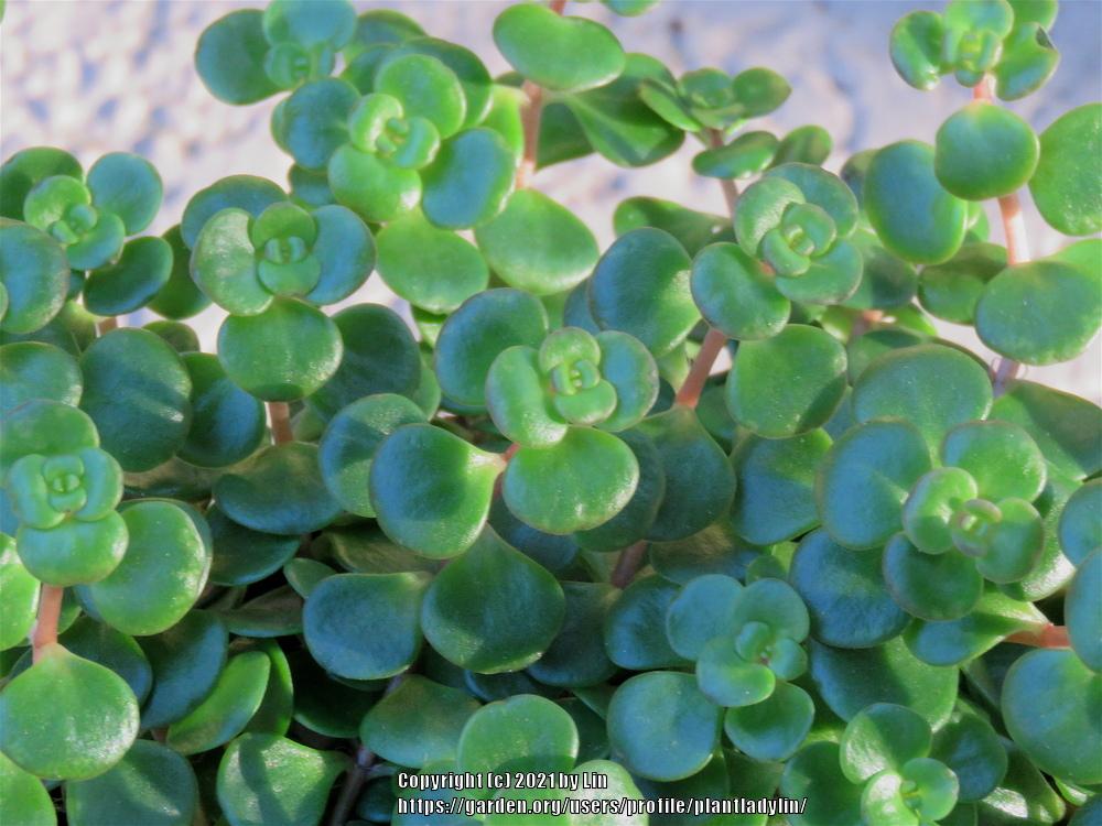 Sedums: Plant Care and Collection of Varieties - Garden.org