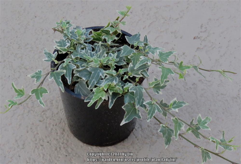 Photo of the entire plant of English Ivy (Hedera helix 'Adam') posted ...