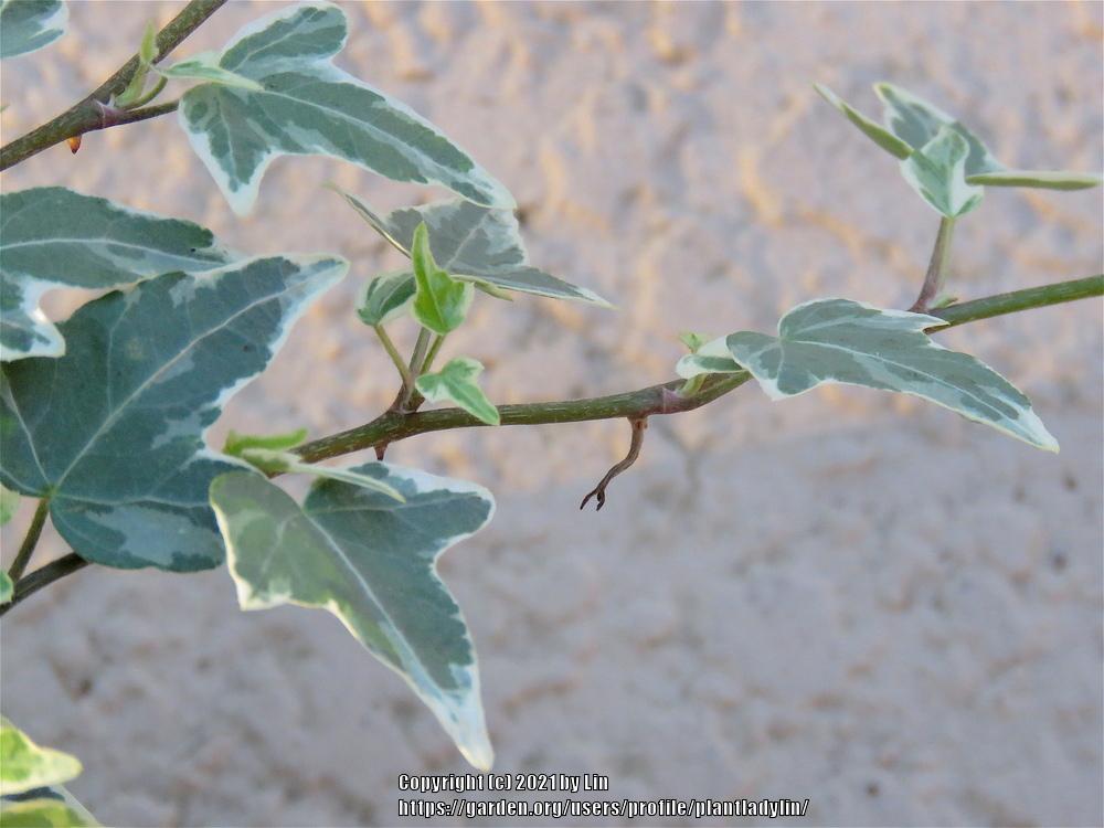 English Ivy (Hedera helix 'Adam') - Garden.org